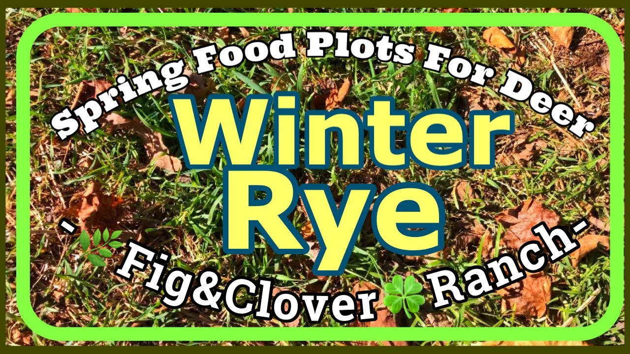 Spring Food Plots for Deer - Winter Rye - YouTube