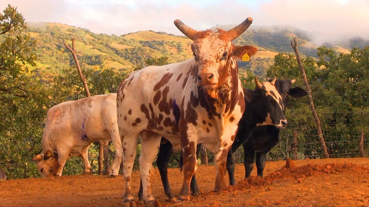 LOS TOROS BOMBADEROS Gonzalez Ranch En Xixila Guerrero 2021 - YouTube
