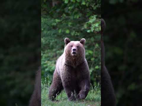 ORMANIN HAKİMİ : VAHŞİ AYI 👇🏼