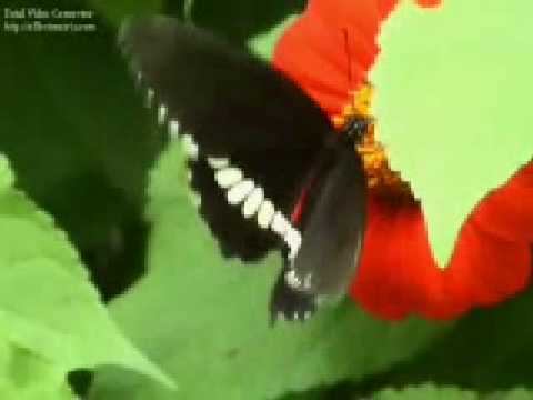 scary butterfly - YouTube