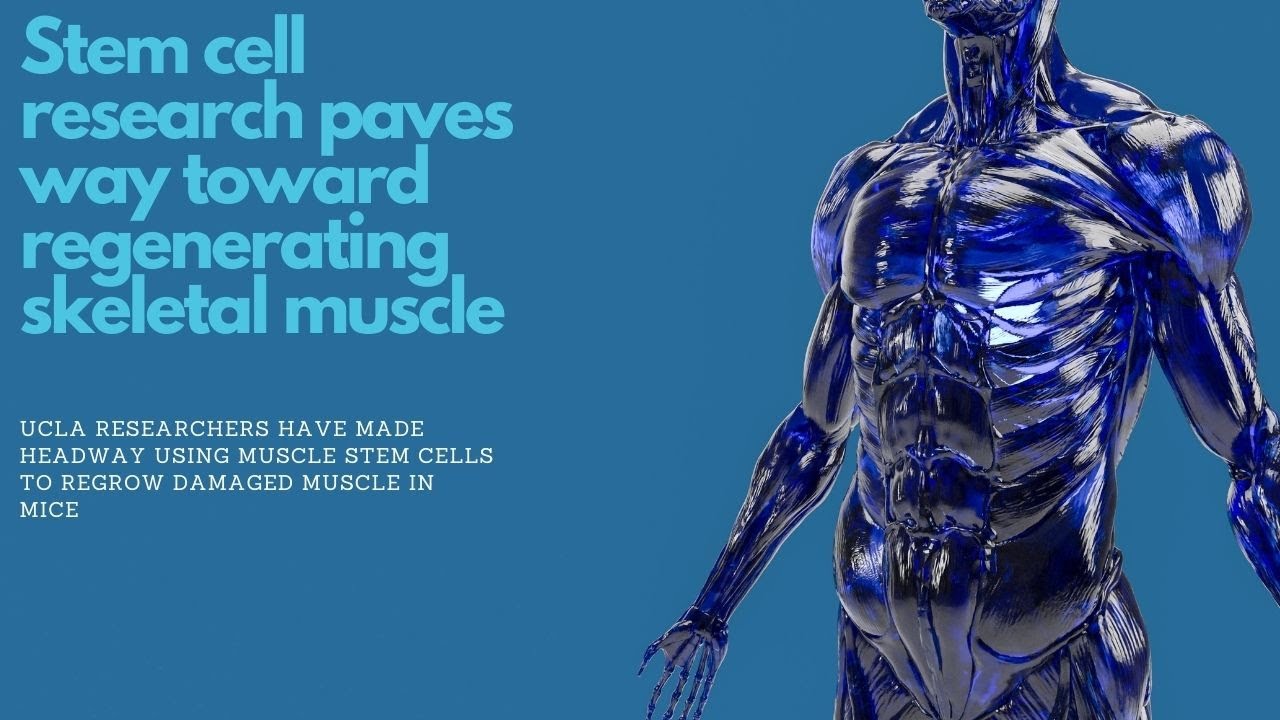 Stem cell research paves way toward regenerating skeletal muscle - YouTube
