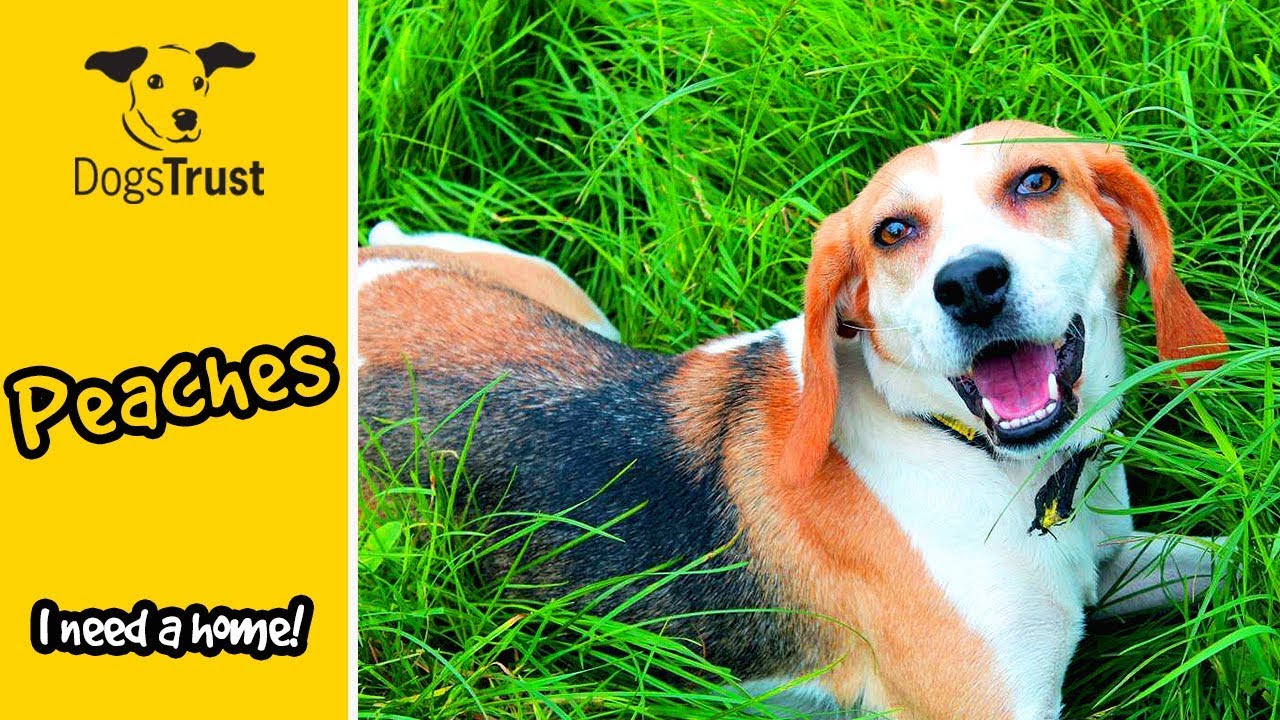 Peaches Is a Super Sweet Beagle Who Loves to Run and Play! | Dogs Trust ...