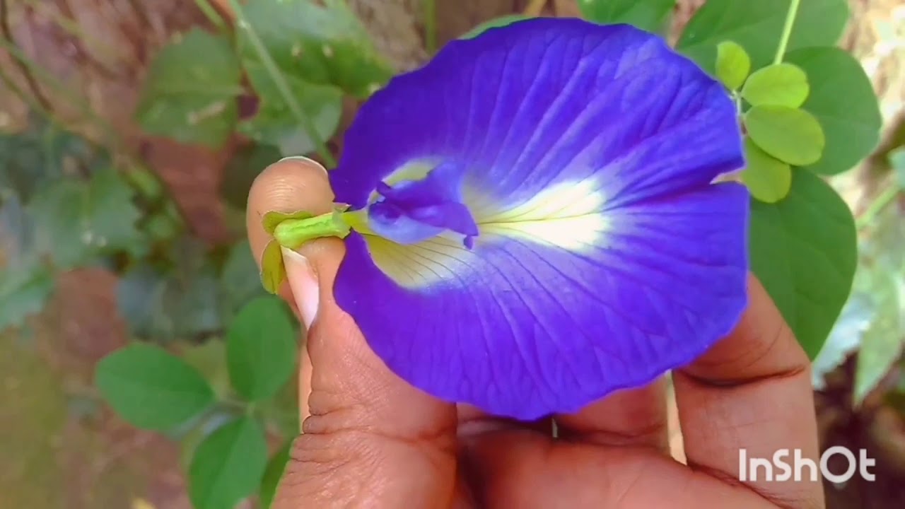 Shankupushpam - YouTube