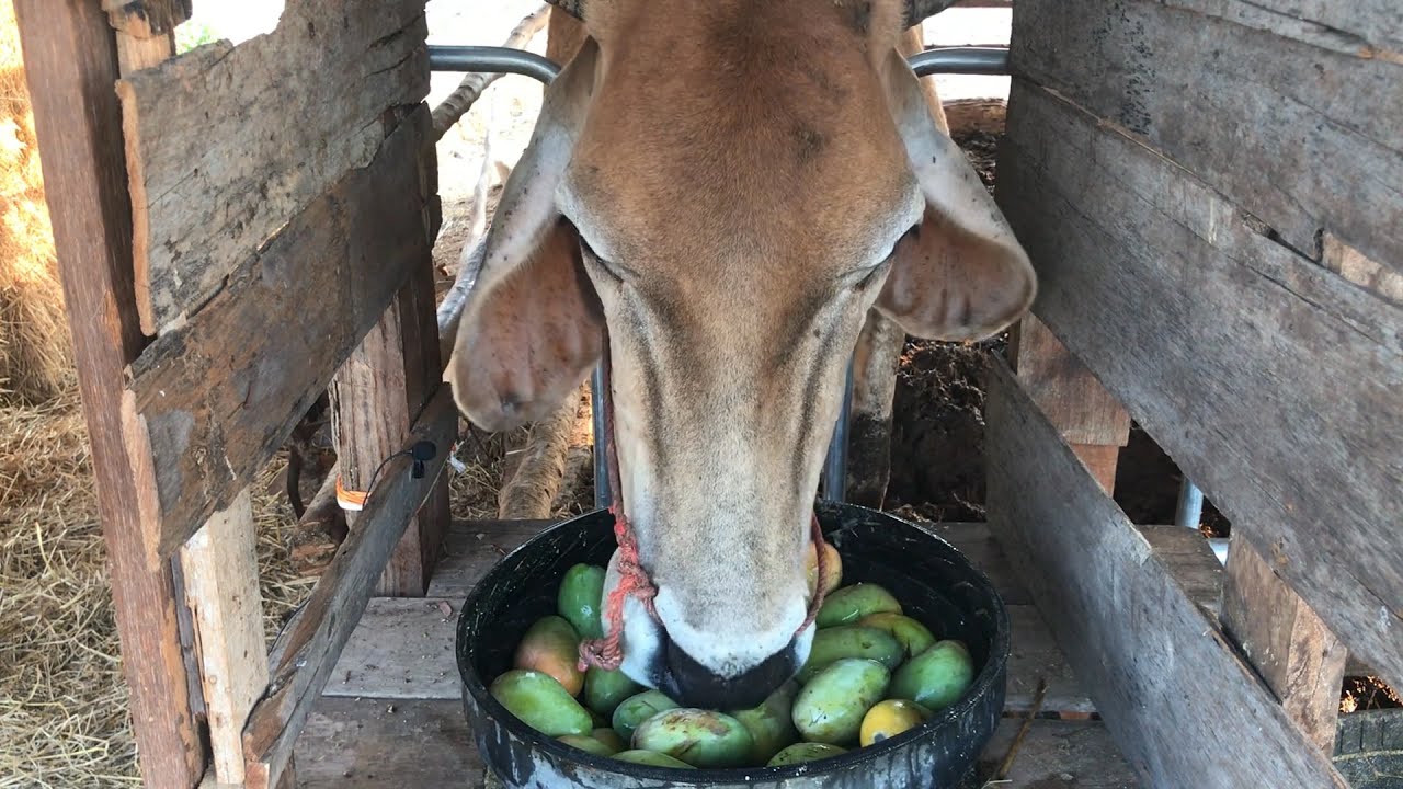 COW EATING GREEN RIPE MANGO [ASMR] EATING MANGO SHOW |FARM COW| [EATING ...