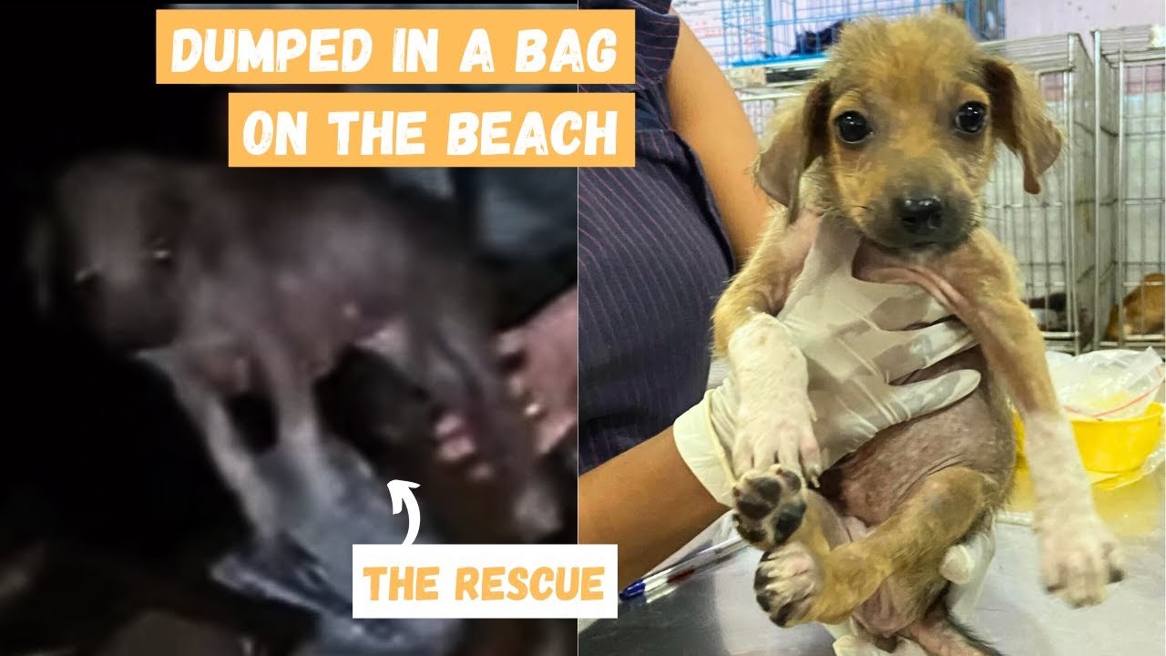 RICE'S Incredible Rescue & Adoption Story | From Tragedy to Triumph ...