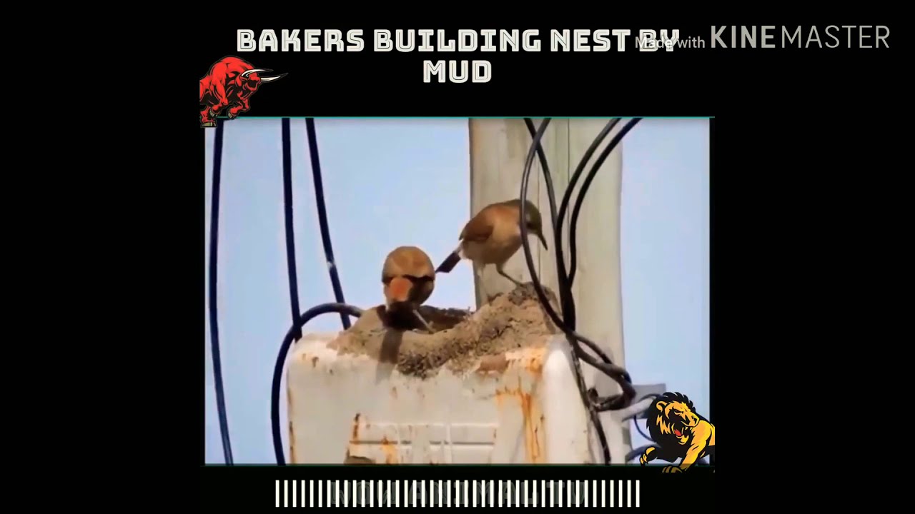 BAKERS BUILDING NEST BY MUD || BIRDS MUD NEST || BIRDS BUILDING NEST ...