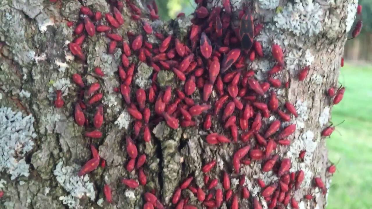 We have bugs - YouTube