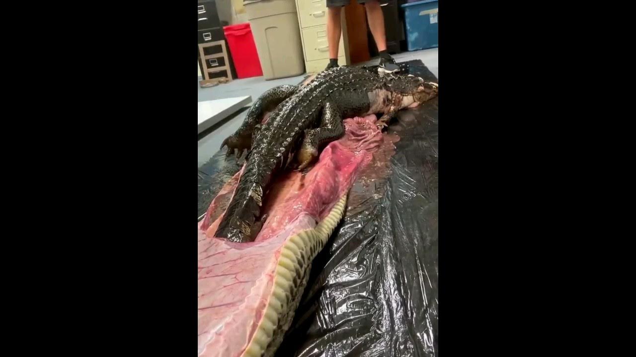 5-foot Alligator found in the body of an 18-foot Burmese Python #viral ...