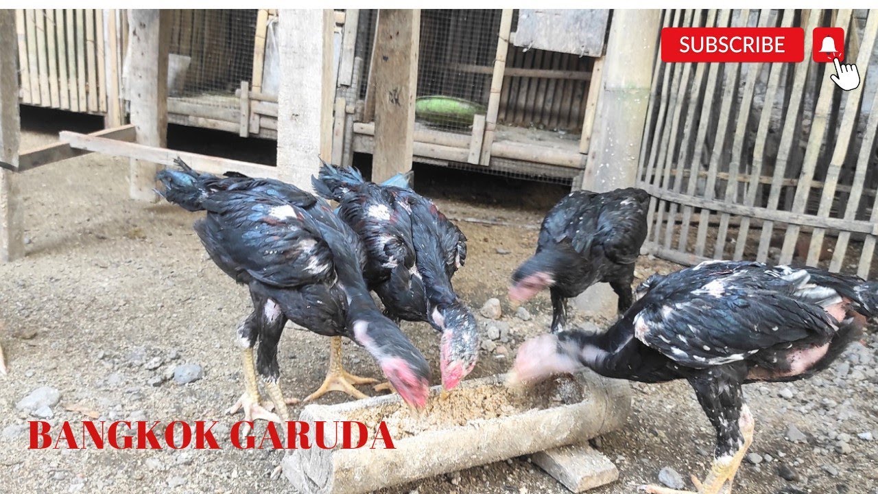 ANAKAN BANGKOK GARUDA | AYAM BANGKOK GARUDA | BETERNAK SKALA RUMAHAN ...
