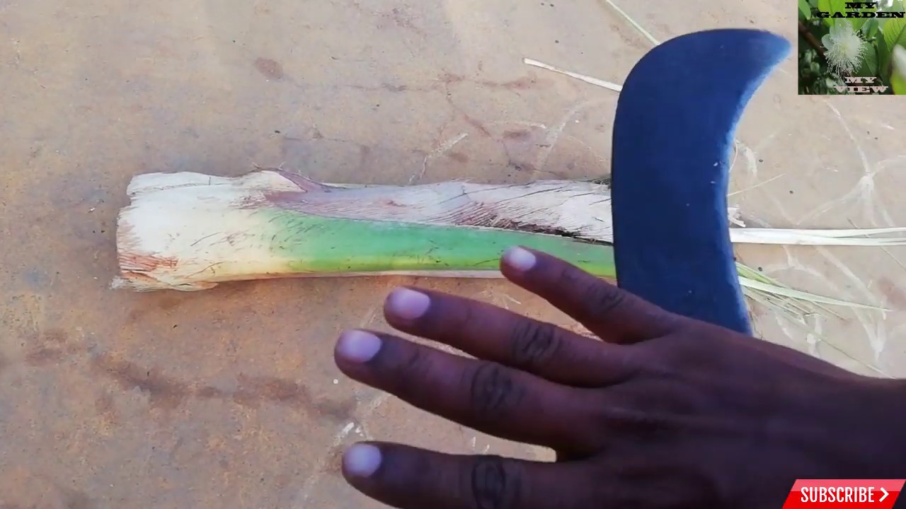 CoconutRice Taken _ தென்னஞ்சோறு(Thennai Soru) _ தென்னங்குருத்து(Thennai ...