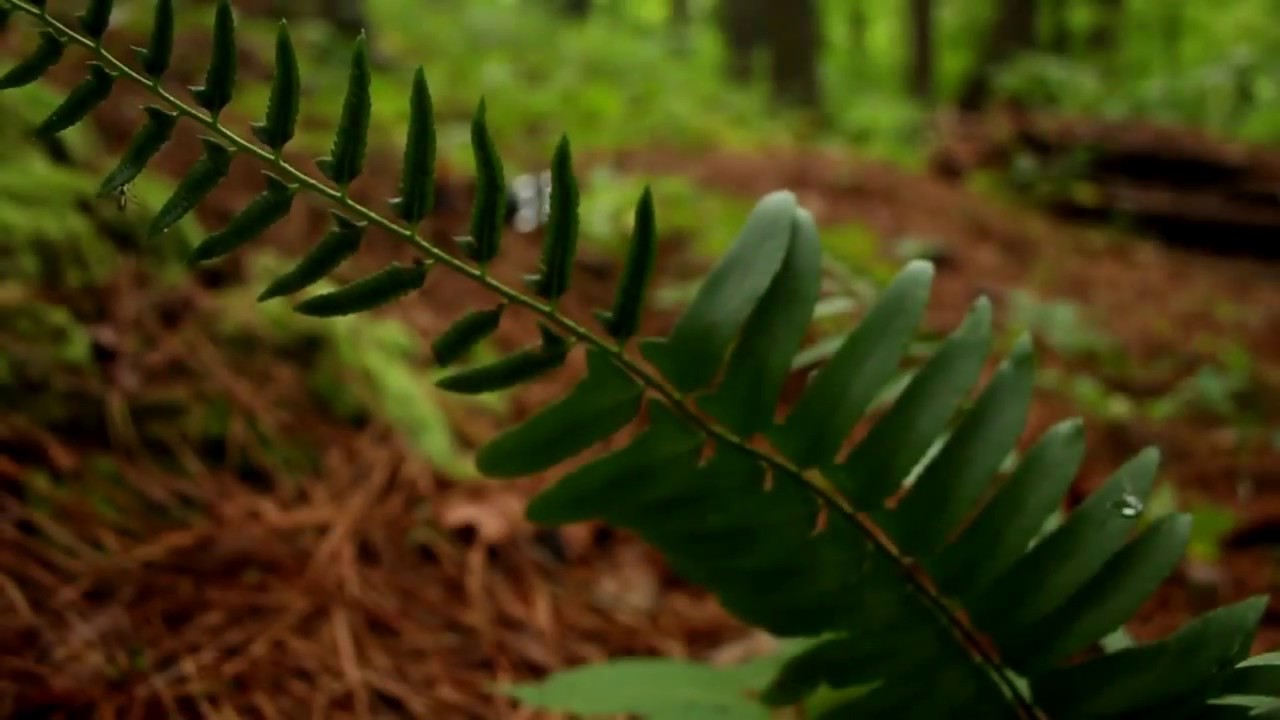 Jacob Goins - "Equinox" Instrumental Video - YouTube