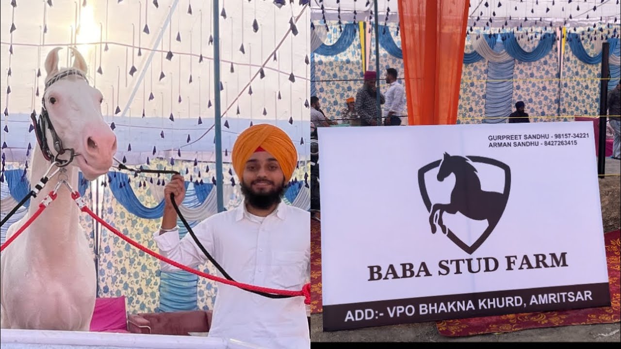 #punjab nukra colt #majha dee shaan #baba stud farm bhakna khurd \ 2 ...
