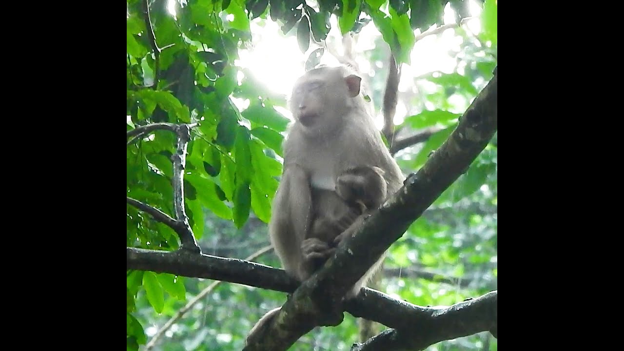 Poor Lauy Hug and Comfort Baby In Heavy Rain, Pity Monkey, - YouTube