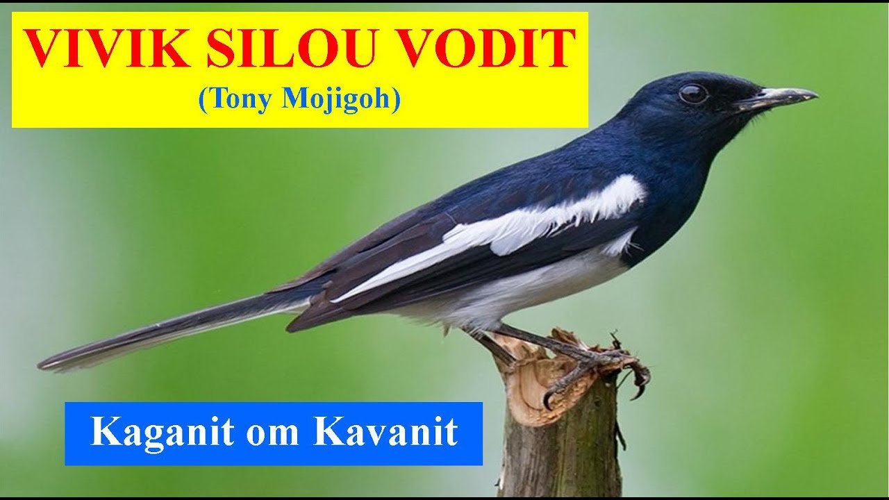 VIVIK SILOU VODIT - Tony Mojigoh - YouTube