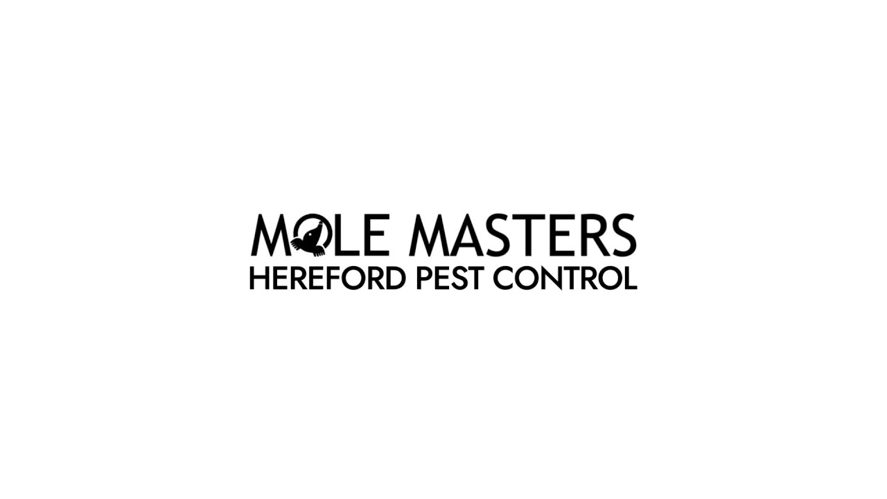 Mole Masters Hereford Pest Control – Pest Control in Hereford - YouTube