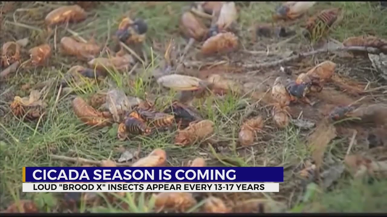 Cicada Season Coming Youtube