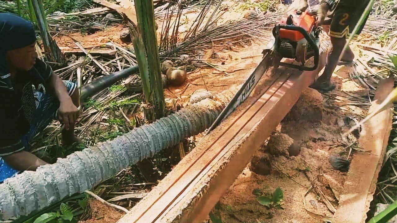 Ep.3 Fastest skill Chainsaw milling||Coconut tree to lumber ...