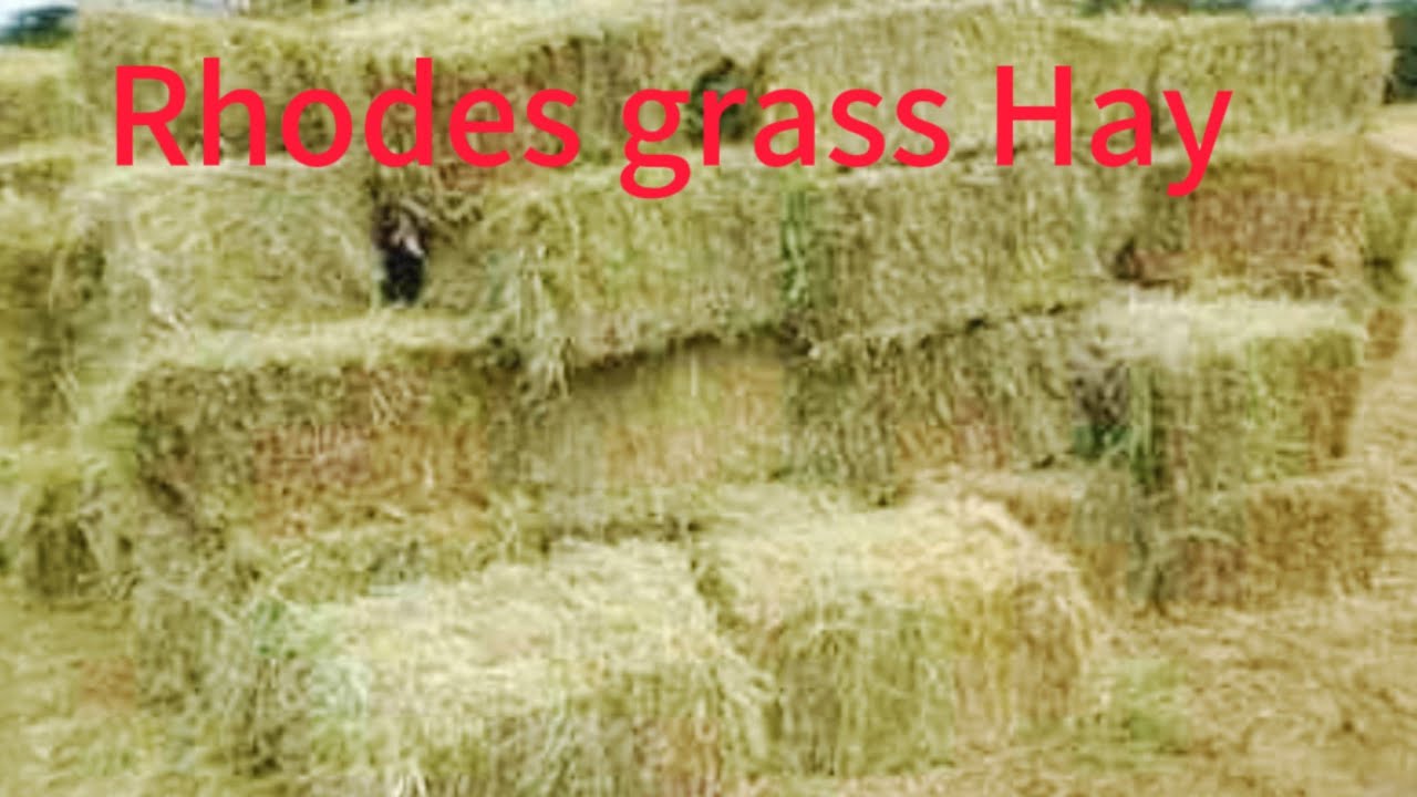 Hay making process || Rhodes grass hay - YouTube