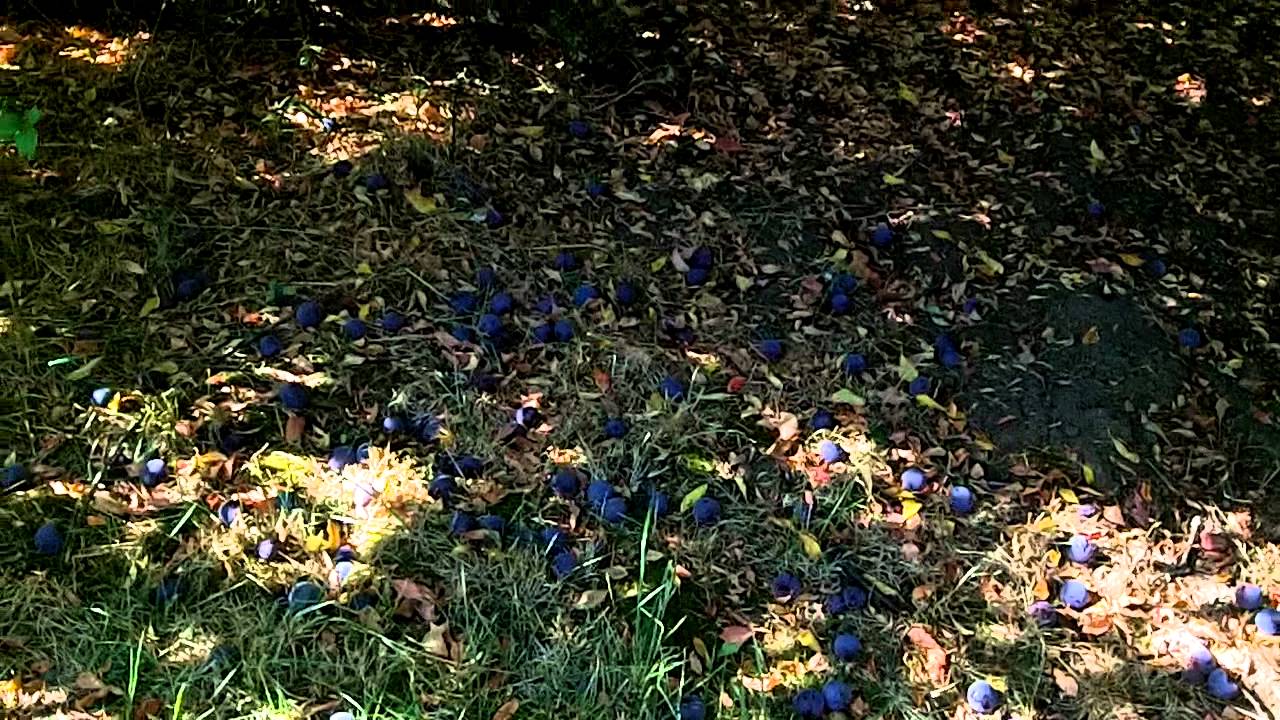 Plumb Tree 9/1/12 - YouTube