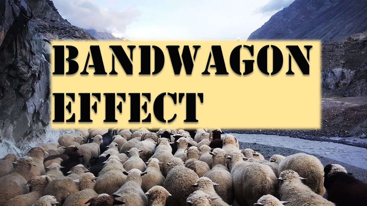 Bandwagon Effect Explained With Examples Cognitive Biases YouTube bandwagon-effect-explained-with-examples-cognitive-biases-youtube