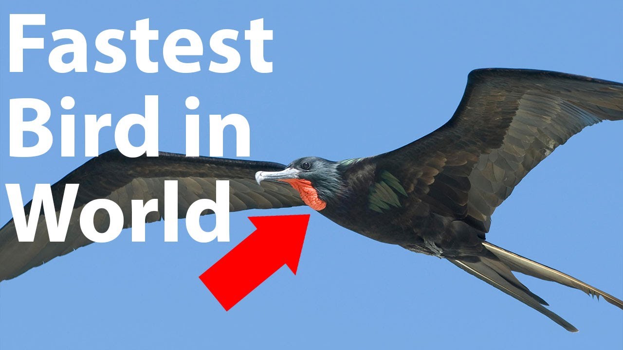 Fastest bird in the world frigate bird | Rizwan Ali Tv - YouTube
