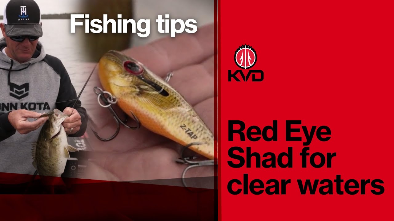 Red eyed shad for early season fishing — with KVD - YouTube
