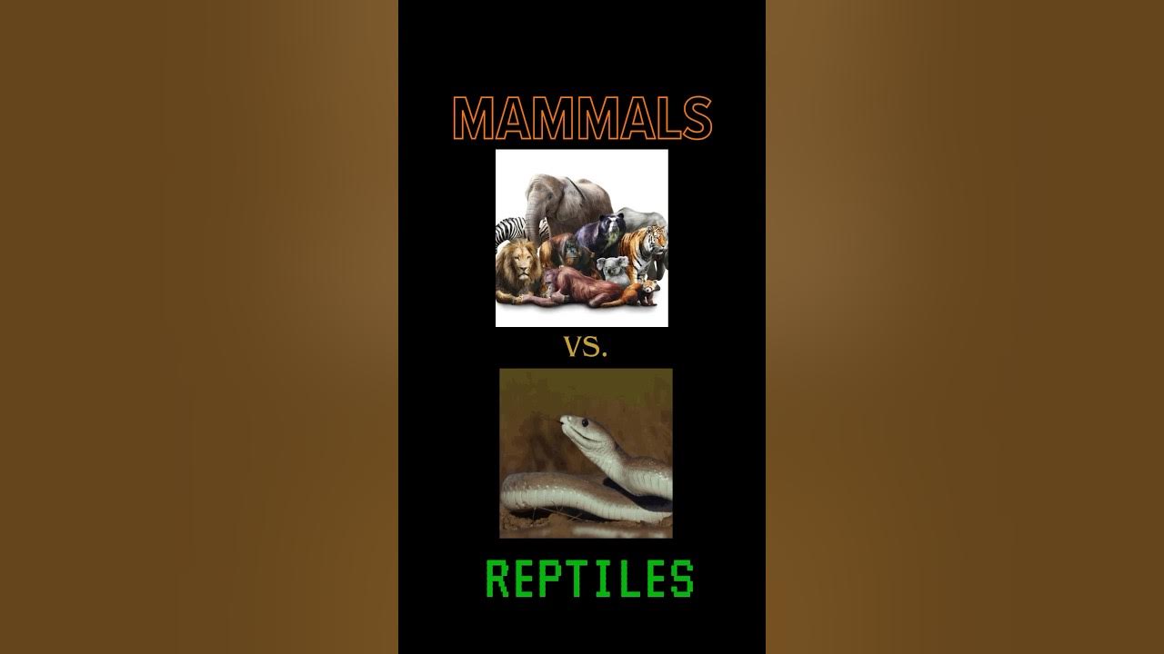 Mammal vs. Reptiles (It’s Goin’ Down) - YouTube