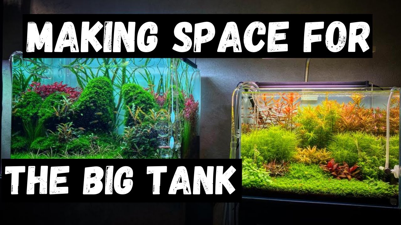 THEY HAVE TO GO.... - YouTube