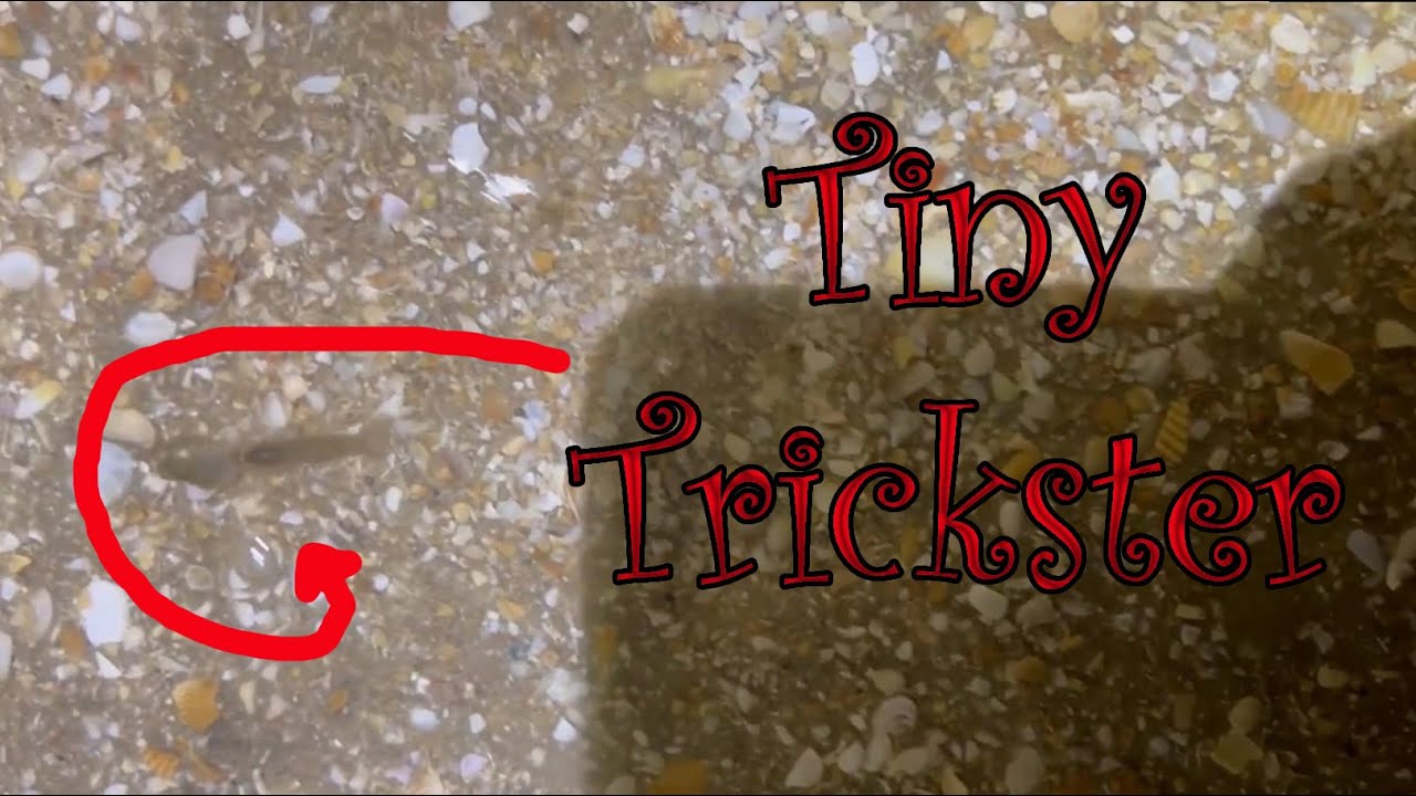 Species Fishing: Florida Flailing, Day 2, Part 2 - YouTube