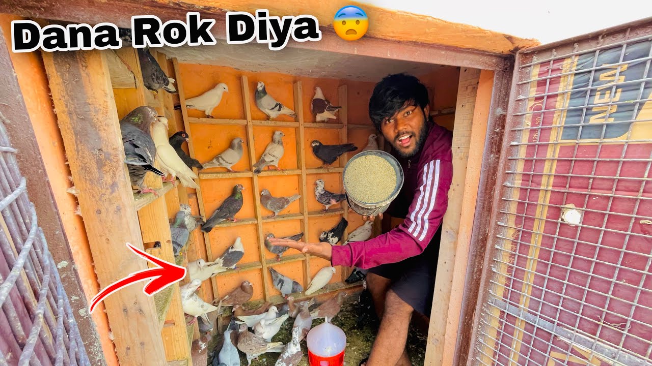 Kabootaro Ka Dana Rok Diya 😨 - YouTube