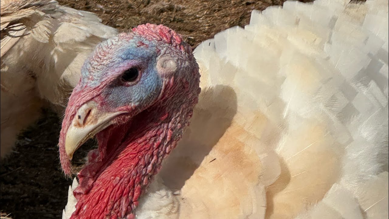 Alabama Original Country Rover Jamie Cooper - Turkeys. - YouTube