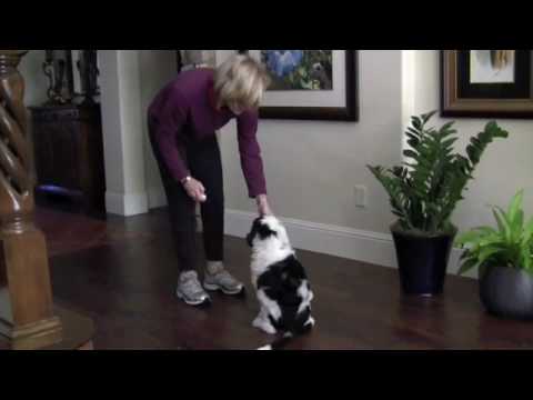 Alex Clicker Training - YouTube