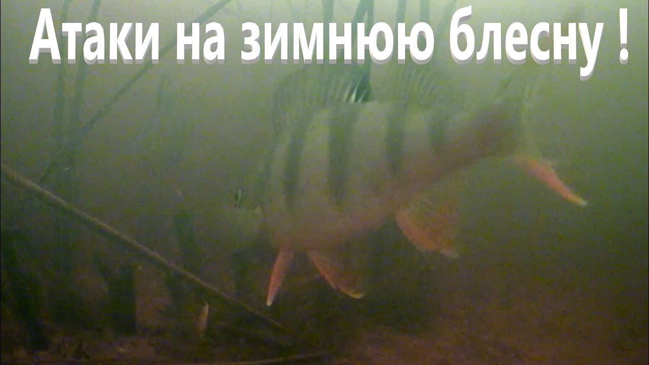 Подводная атака окуня на зимнюю блесну часть 4. Focusfish. - YouTube