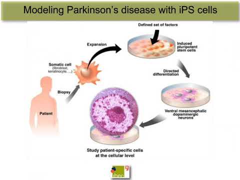 Using iPS cell technology to model human neurodegenerative diseases ...