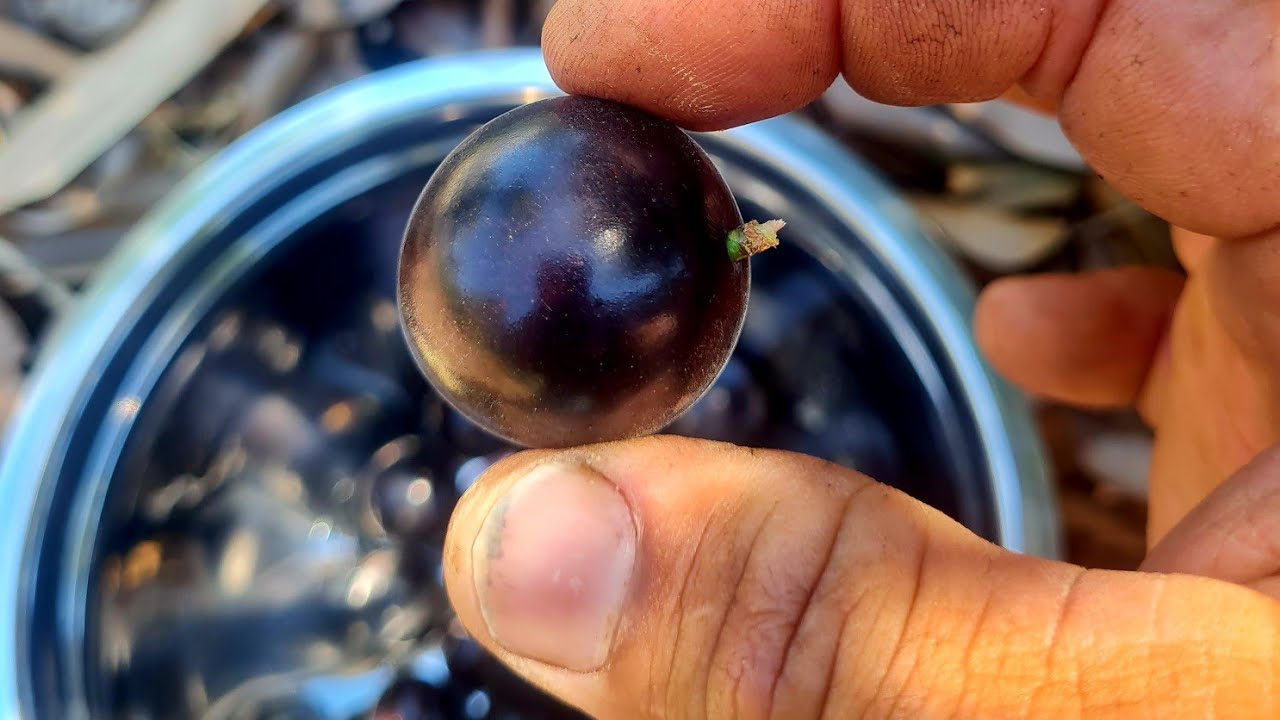 Grimal jaboticaba. #jaboticaba #jabuticaba #foodforest #rarefruits - YouTube