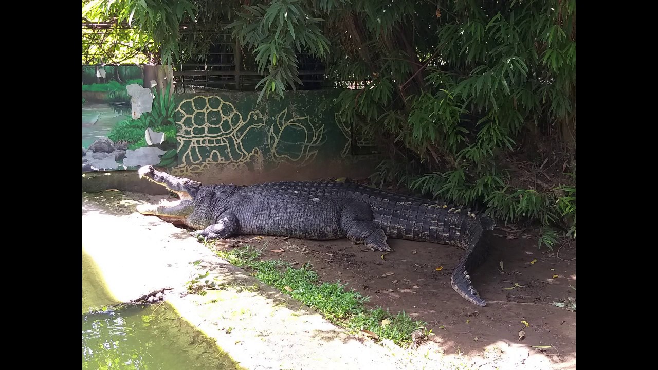 Crocolandia Feeding the Crocs @ Talisay City, Cebu - YouTube