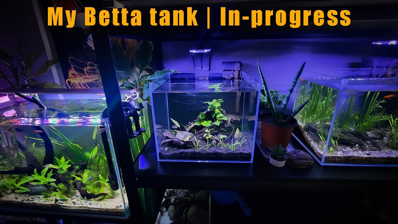 Betta Aquarium progress | Freshwater Aquarium | Fish Garage - YouTube