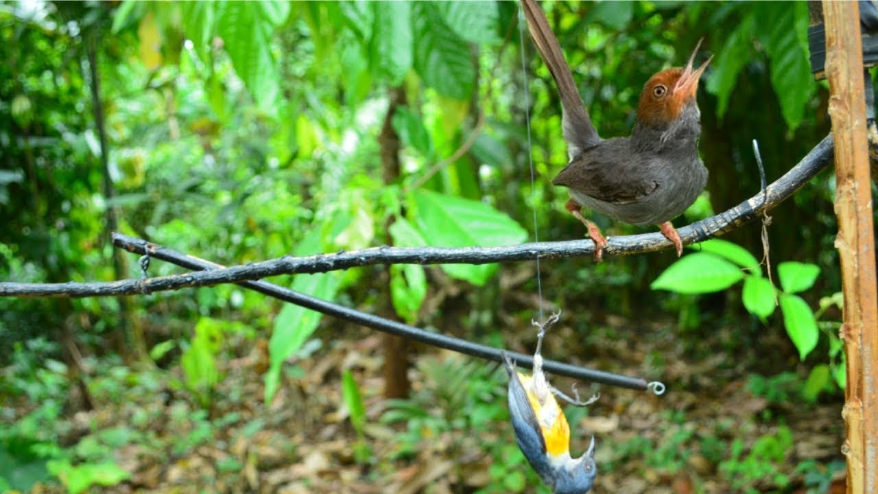 cara mudah jebak burung Tanpa meleset || easy bird trap - YouTube