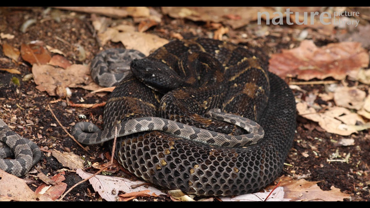 Young Timber Rattlesnake