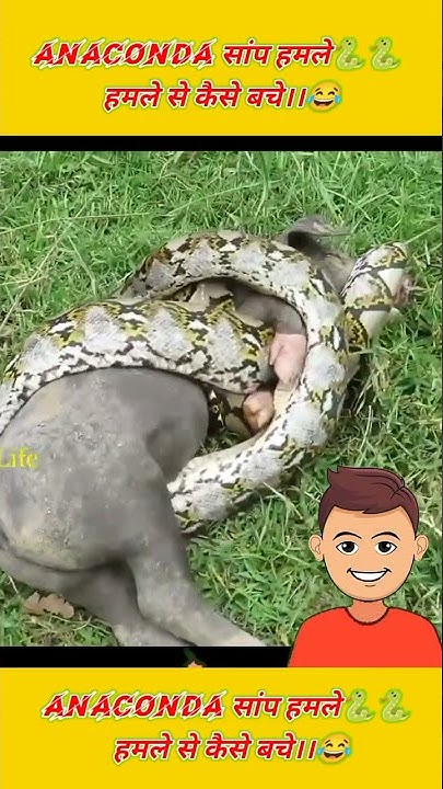 green एनाकोंड 🐍 के हमले से कैसे बचे( How to Survive an Anaconda Attack ...