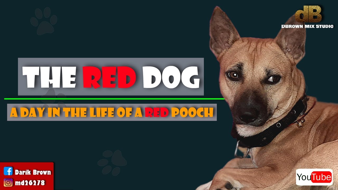The Red Dog l A Day in the Life of a red Pooch - YouTube