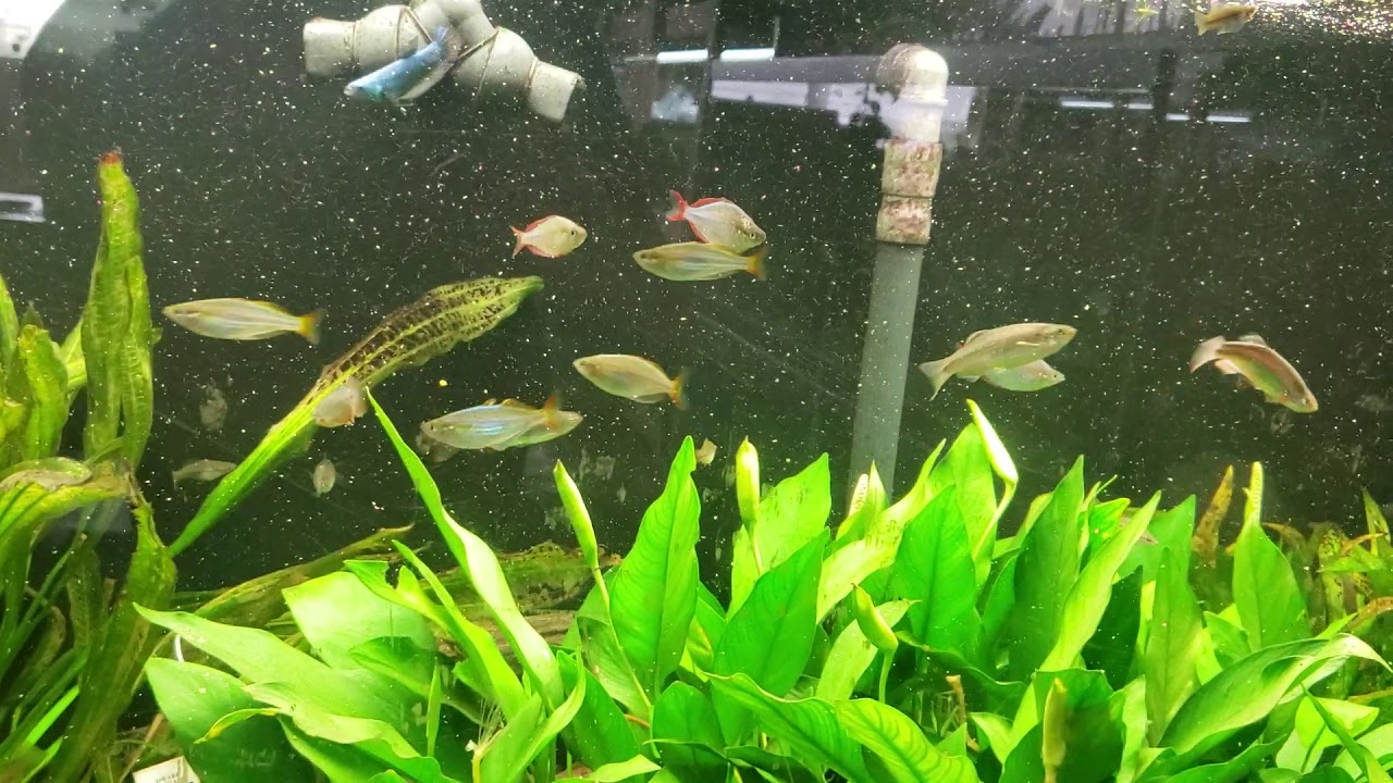 Danio Feegradei- wild type Danio! - YouTube