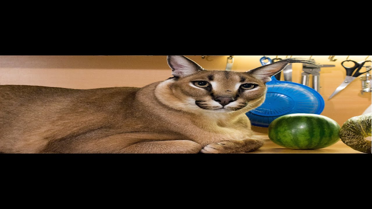 Skrrr [#MTA:SA] HART HIGHLIGHT #13 - YouTube