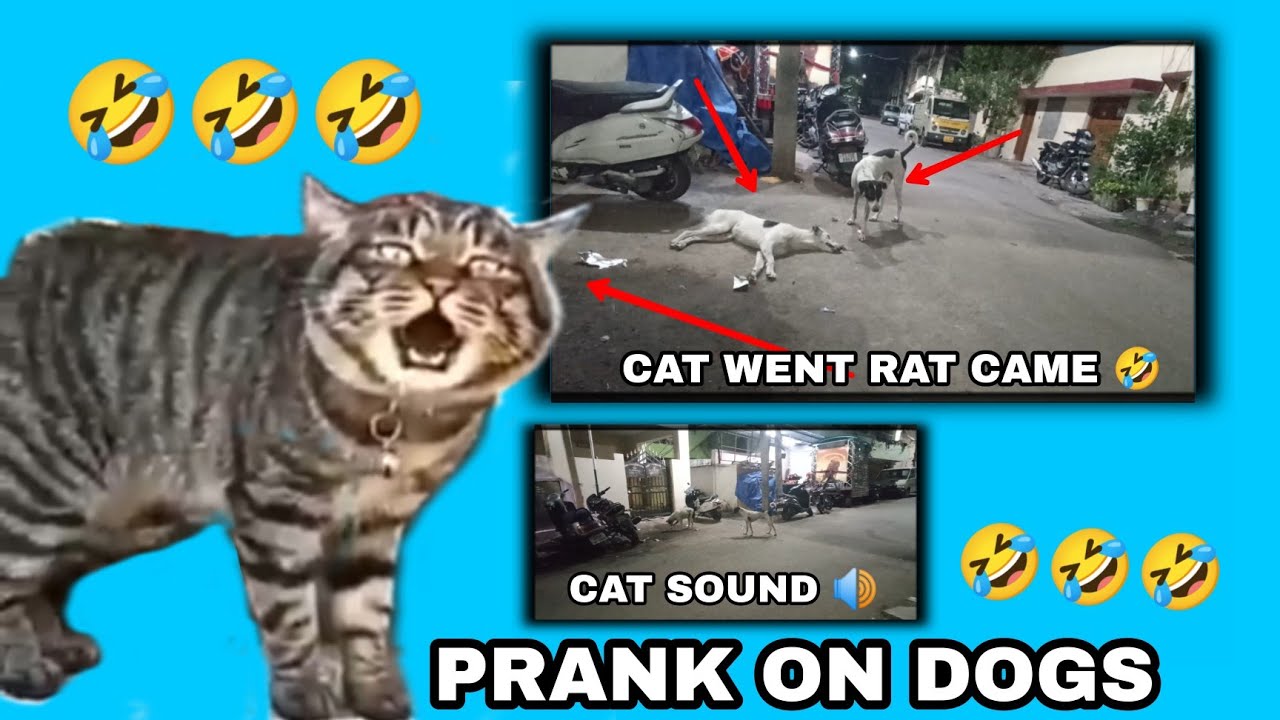 Cat Sound Prank On Dogs | Funny 🤣 Prank | Cat went Rat came | #pranks # ...