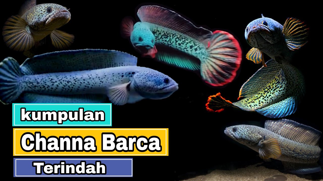 Most Beauty Of Channa Barca | Kumpulan Channa Barca Terindah - YouTube