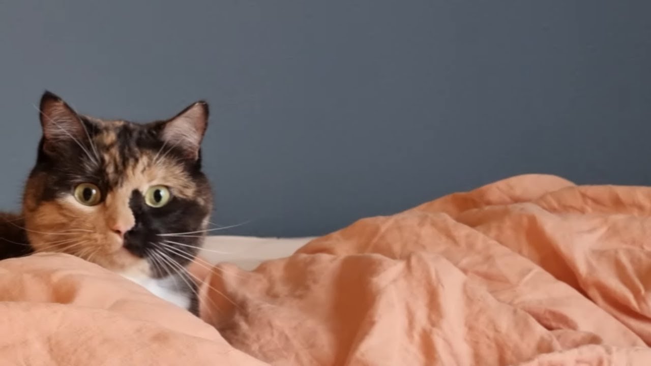 Pippa kitty cat bedtime zoomies - YouTube