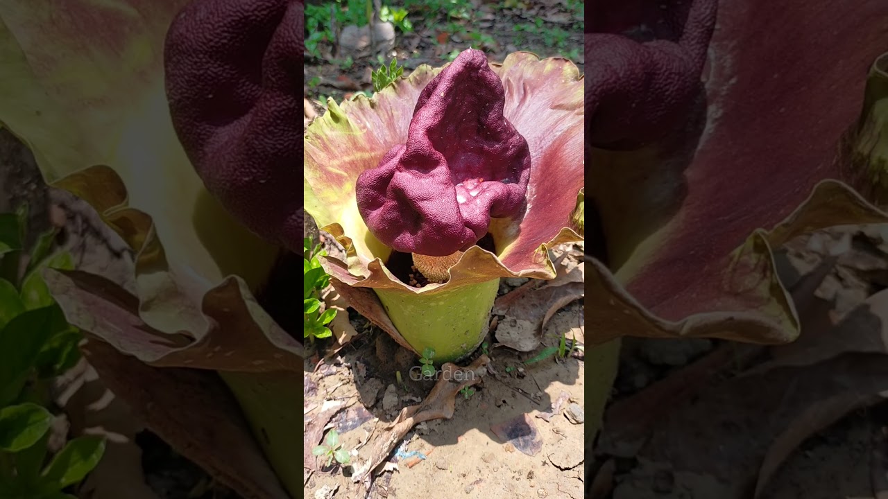 Suran ka phool | Flower of Suran - YouTube