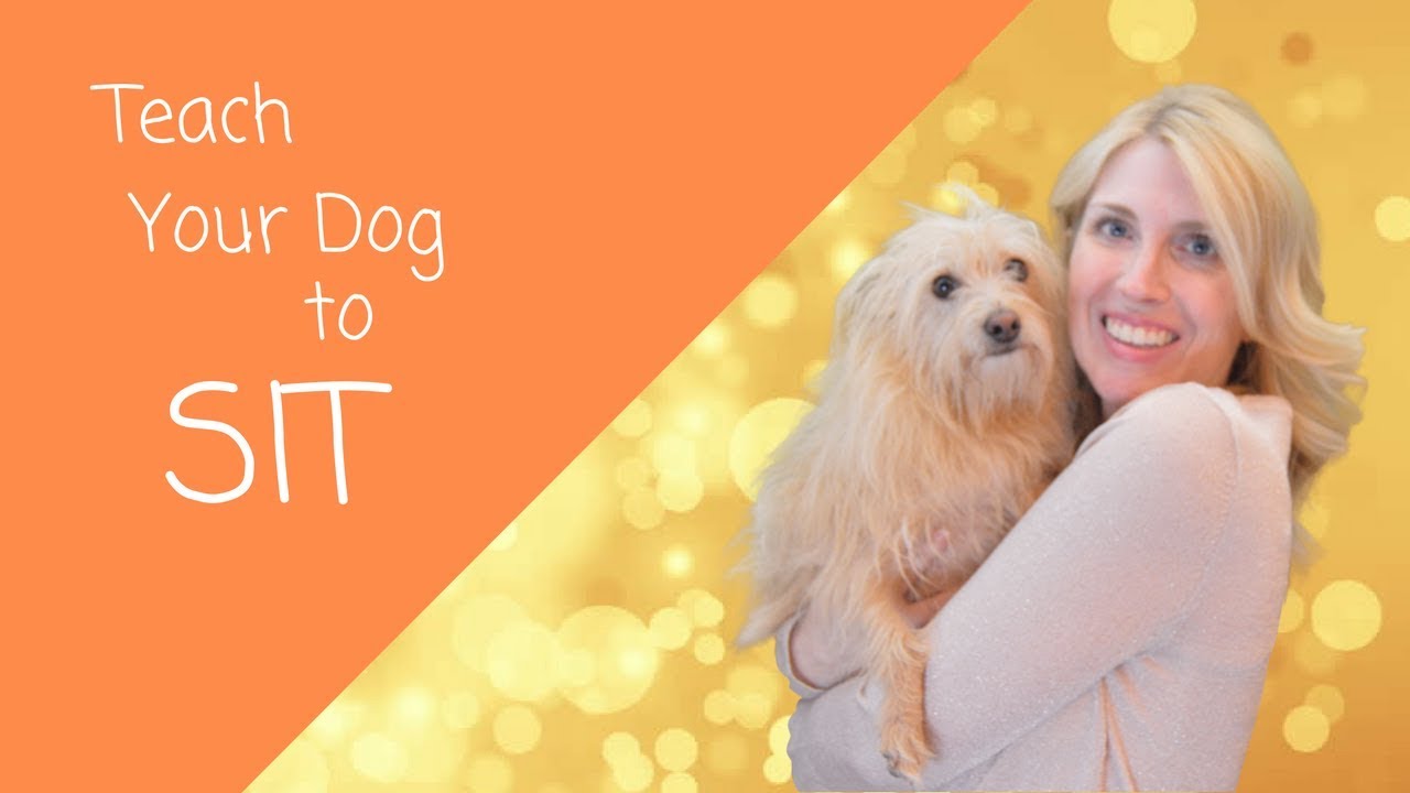 Teach Your Dog to Sit - Force Free Positive Dog Training - YouTube