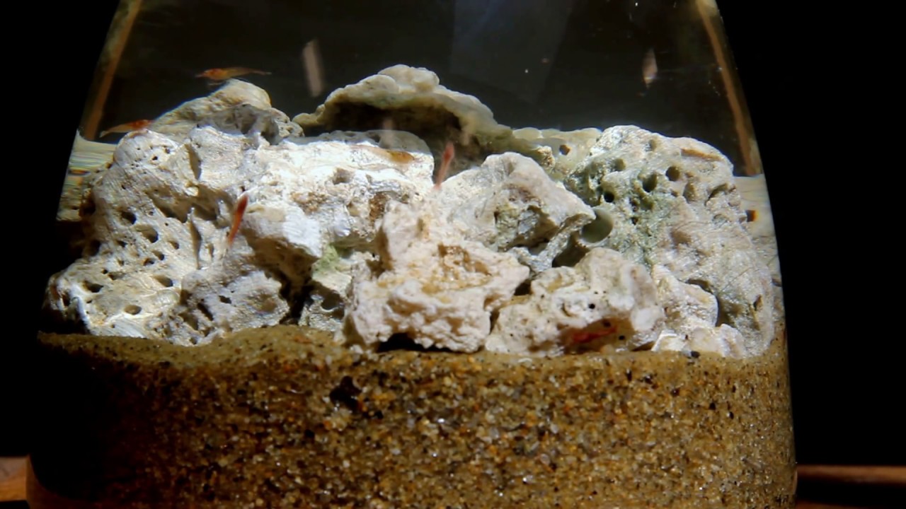 AquaCove - Miniature Aquarium with Real Live Shrimp - YouTube