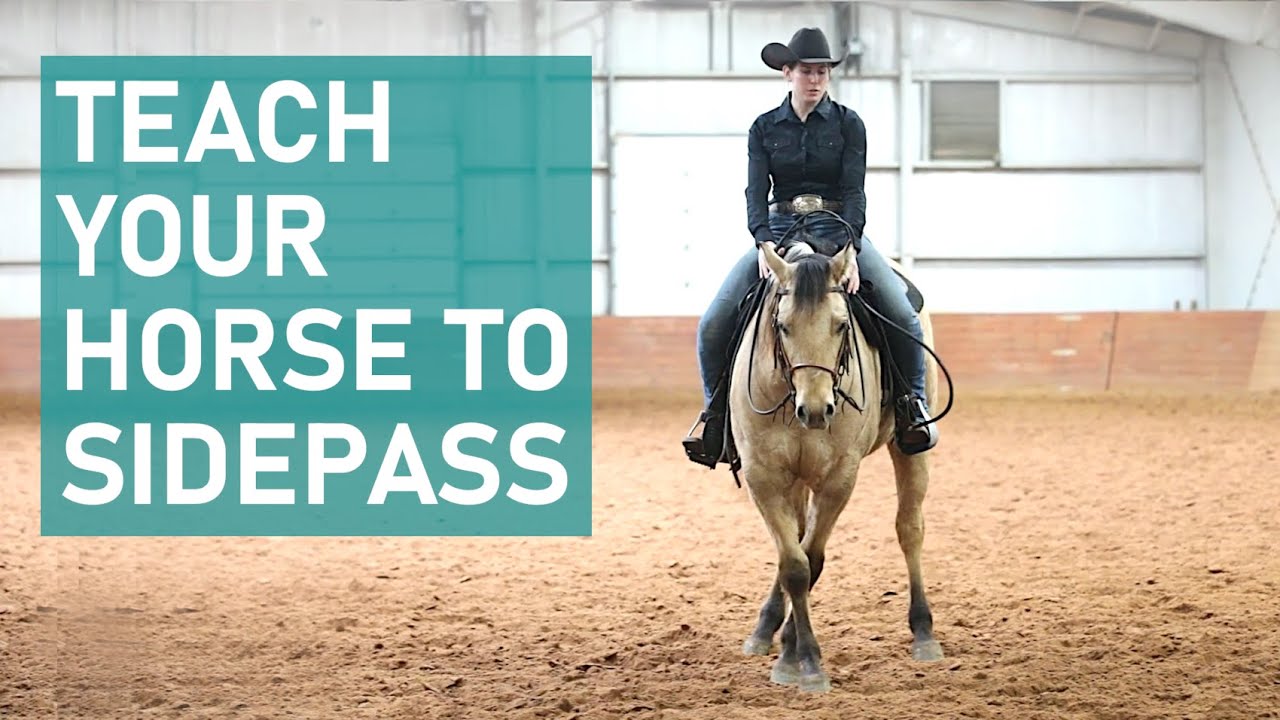 How to EASILY teach your horse to SIDEPASS - YouTube